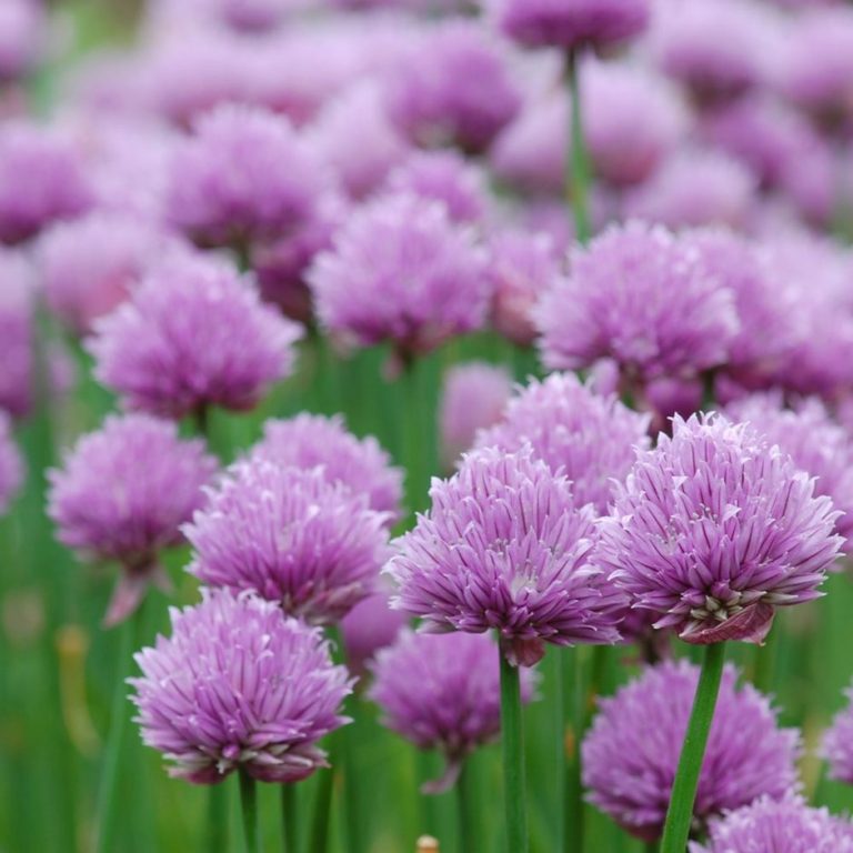 Semillas de cebollín – Dia de Campo — Boutique Botánica